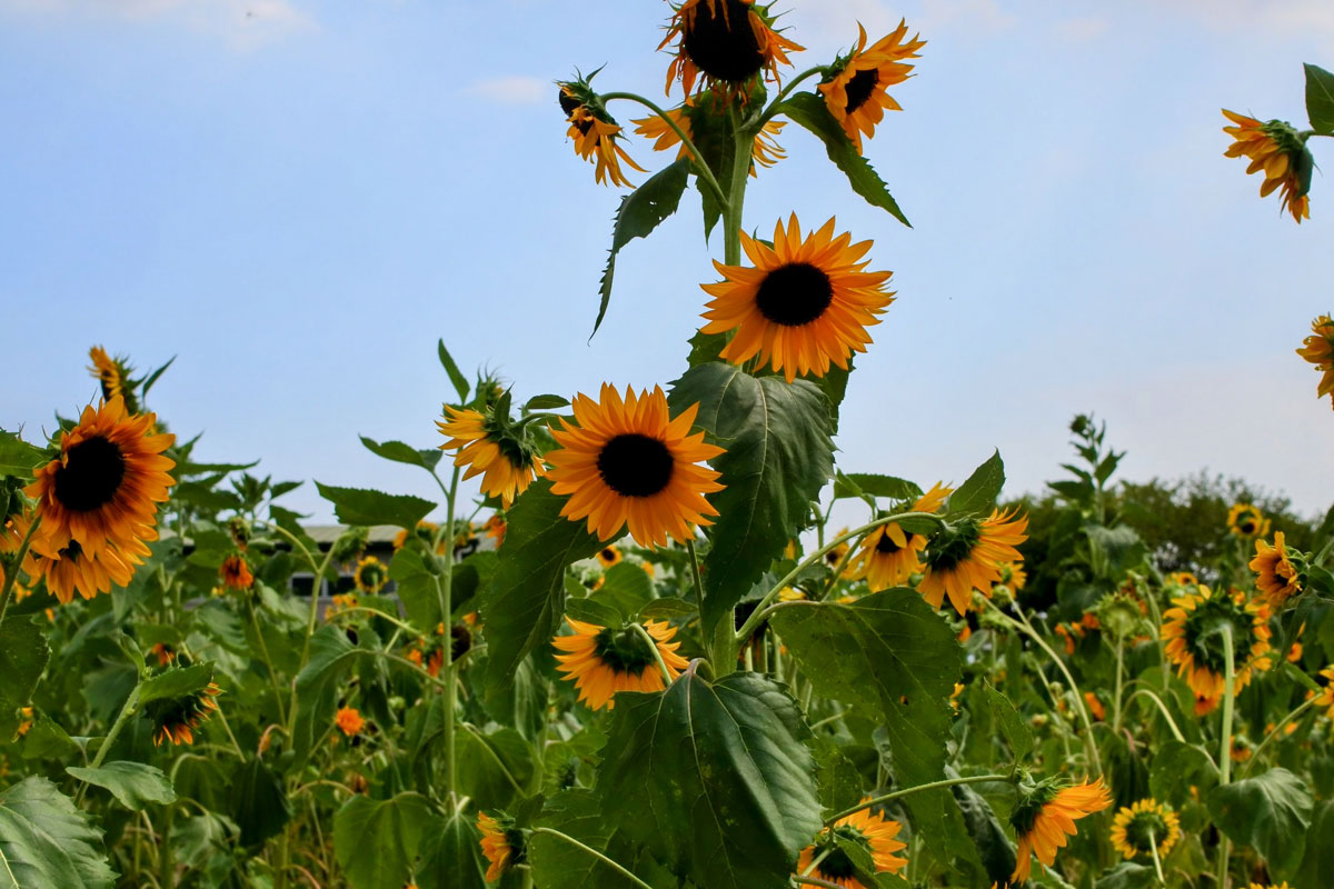 Sunflower - Sohatsu Systems Laboratory Blog